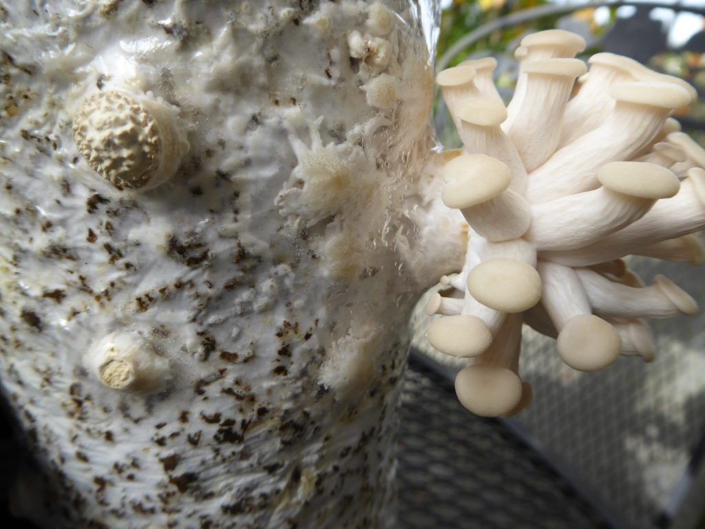 The Latest Mushroom Cultivation Technique is in “Yesterday’s News ...